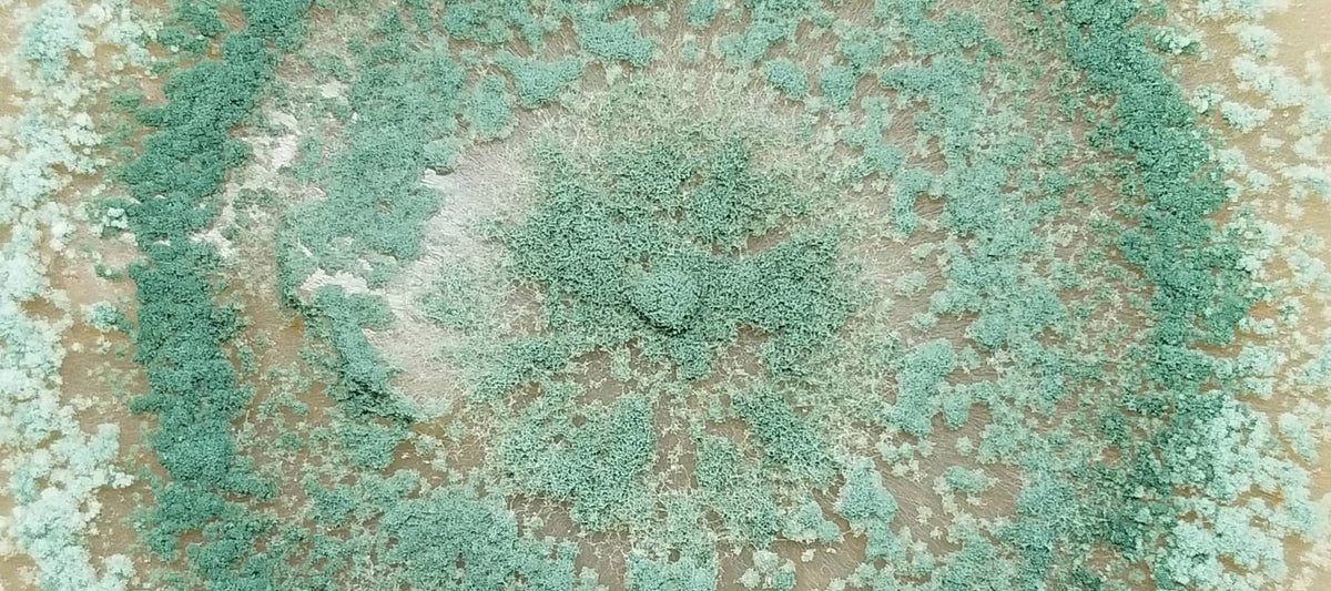 Trichoderma Hongo Entomopatógeno y Benéfico: Beneficios y Usos en la A ...